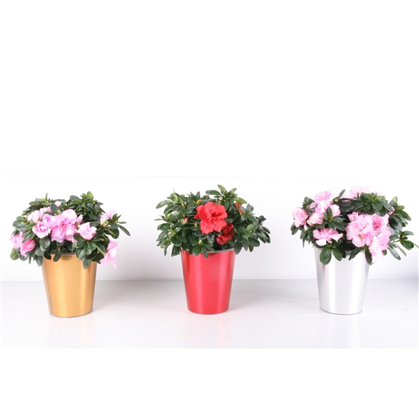 135 : Azalea p14 'Hellmut Vogel' mix in coverpot met waterwick met ...