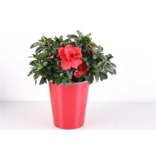 135 : Azalea p14 'Hellmut Vogel' mix in coverpot met waterwick met ...