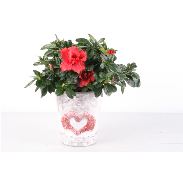 136 : Azalea p14 'Hellmut Vogel' mix in coverpot met waterwick cover ...