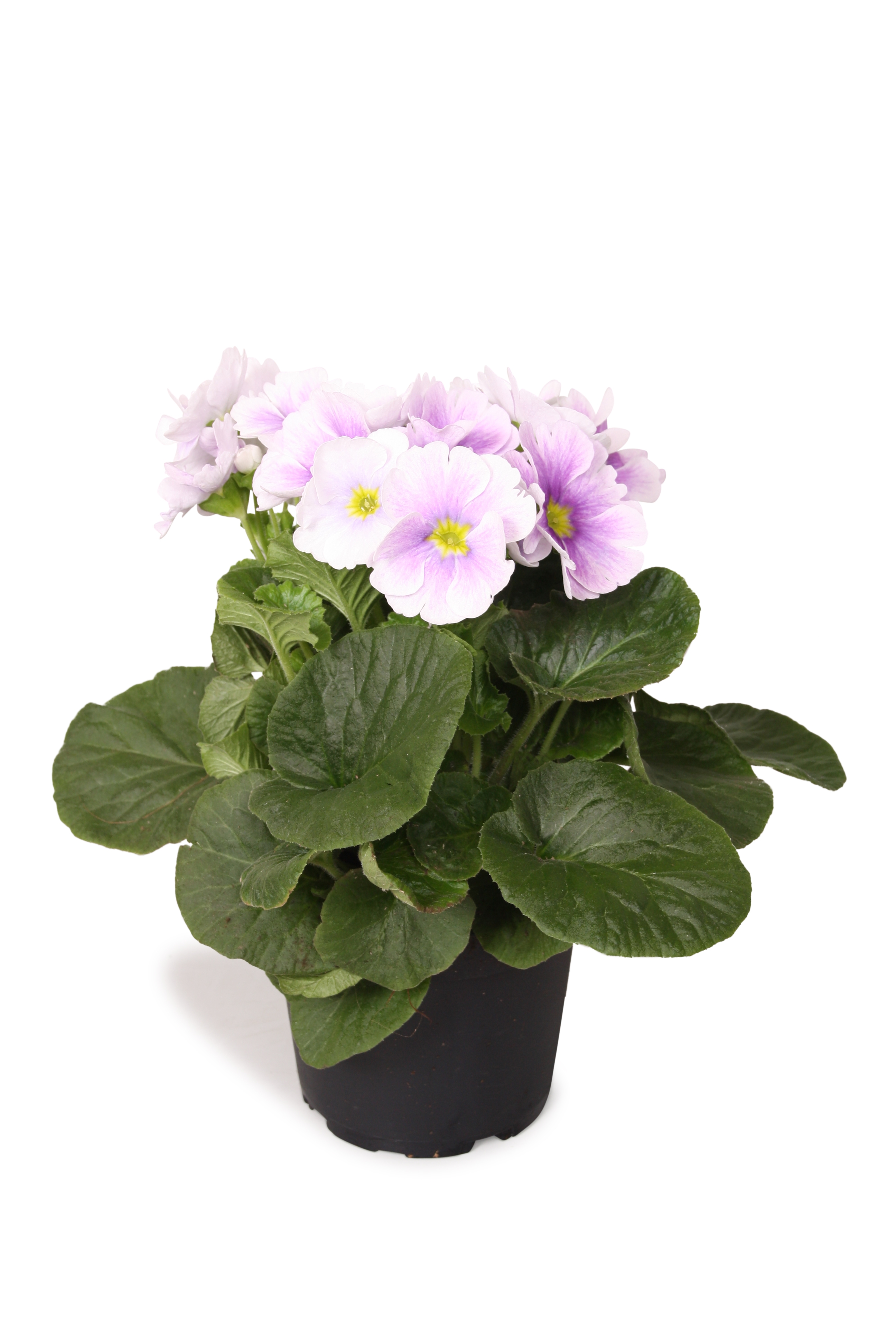 Primula 'Touch Me' Blue-White | Decorum (9210399201) - FloraXchange