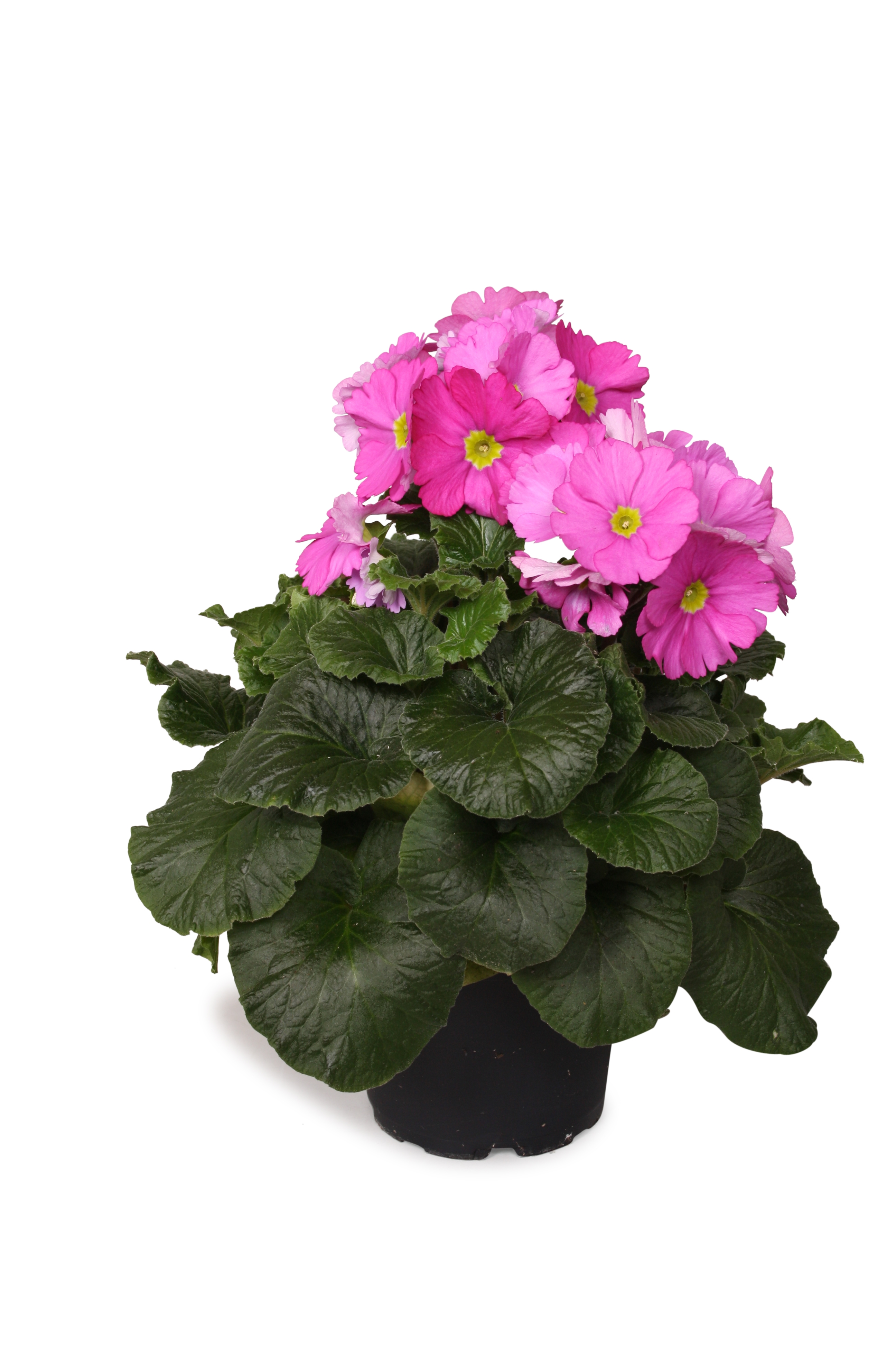 Primula 'Touch Me' Pink | Decorum (9210663501) - FloraXchange