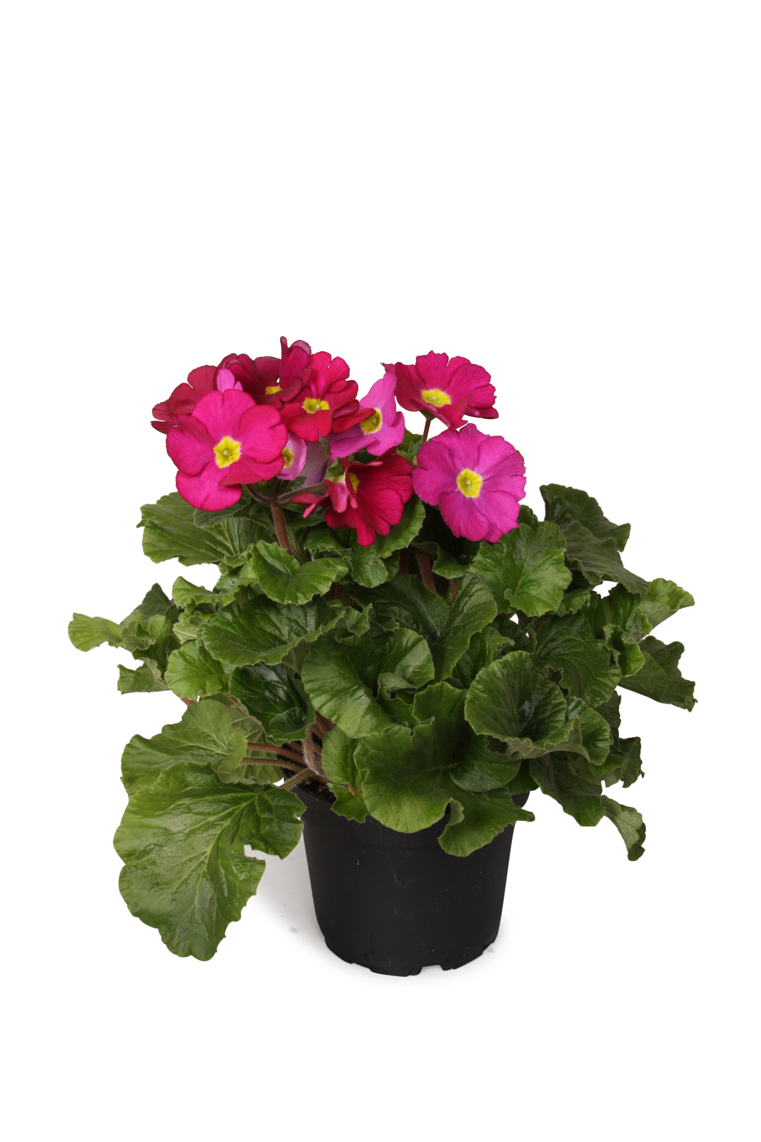 Primula 'Touch Me' Red | Decorum (9210663601) - FloraXchange