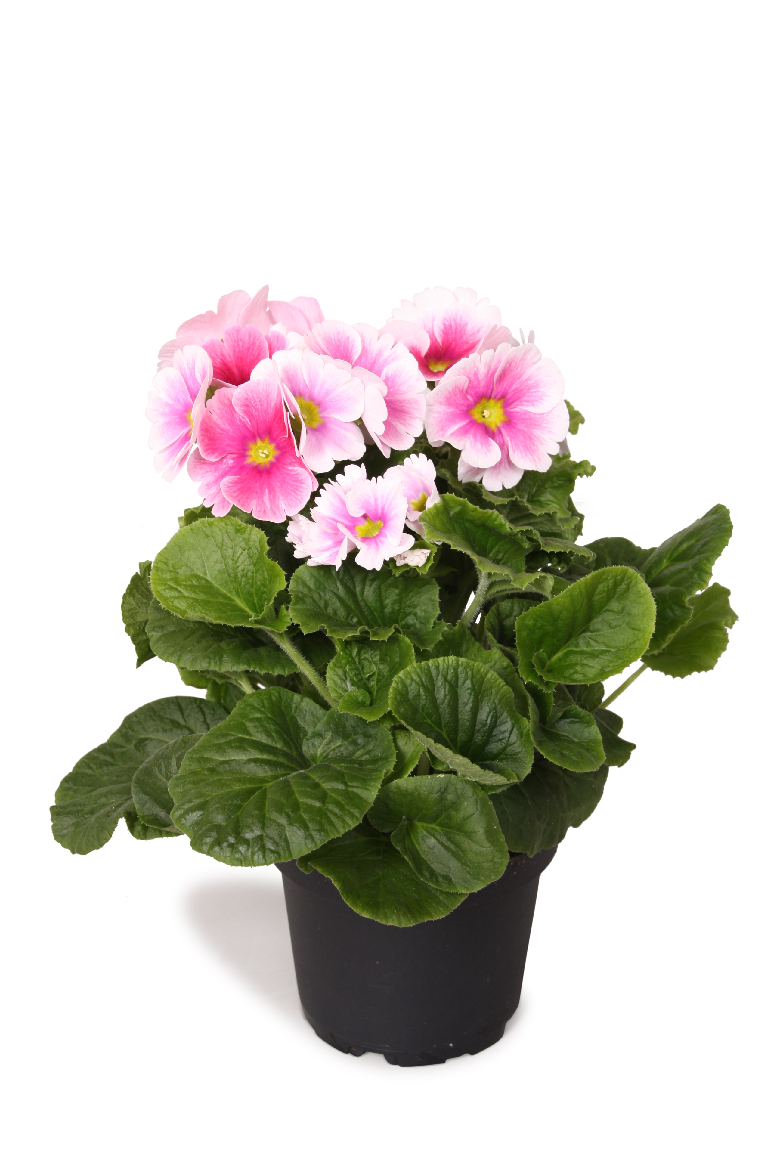 Primula 'Sweet Kisses' Red White (Touch Me) (0210398901) - FloraXchange