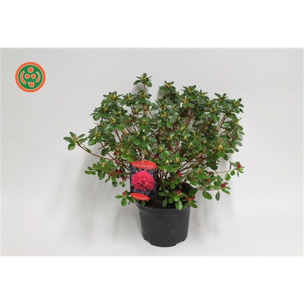 AZALEA JAPONICA BEA BLOEI 30-40cm (BEA - 32837) - FloraXchange