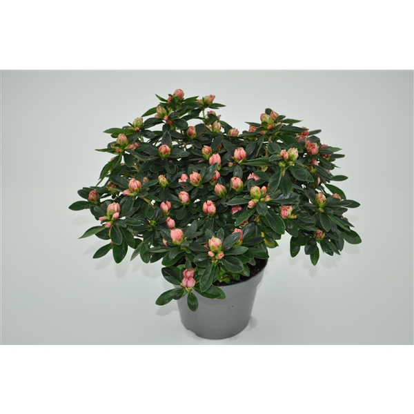 Azalea indica "Aiko Pink" - Zalm roze (IND22-AIP-RZM) - FloraXchange