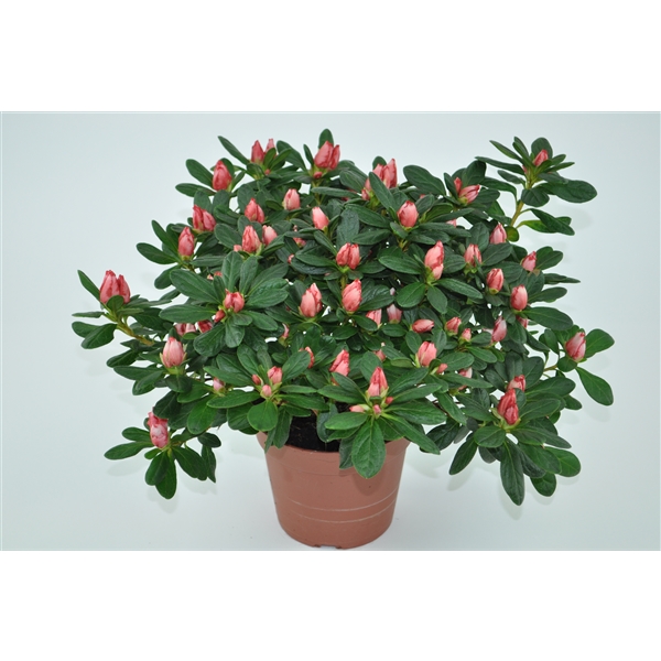 Azalea indica " Mathis" - Zalm met rode rand (IND22-MTH-BTM) - FloraXchange