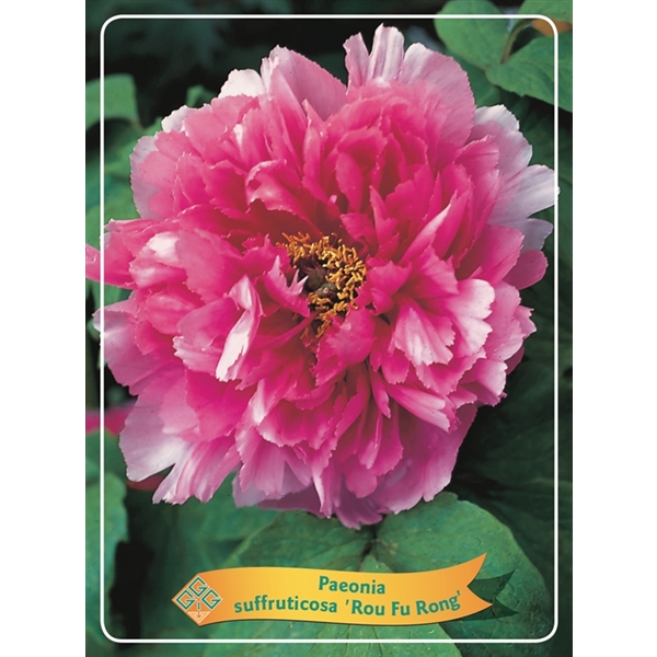 Paeonia Suffruticosa Rou Fu Rong C2 - 2 tak (PAESUFC2ROU) - FloraXchange