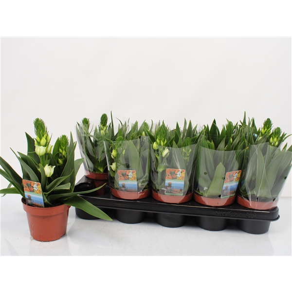 Ornithogalum Dubium Little White Star 3+ knop (dub12lws) - FloraXchange