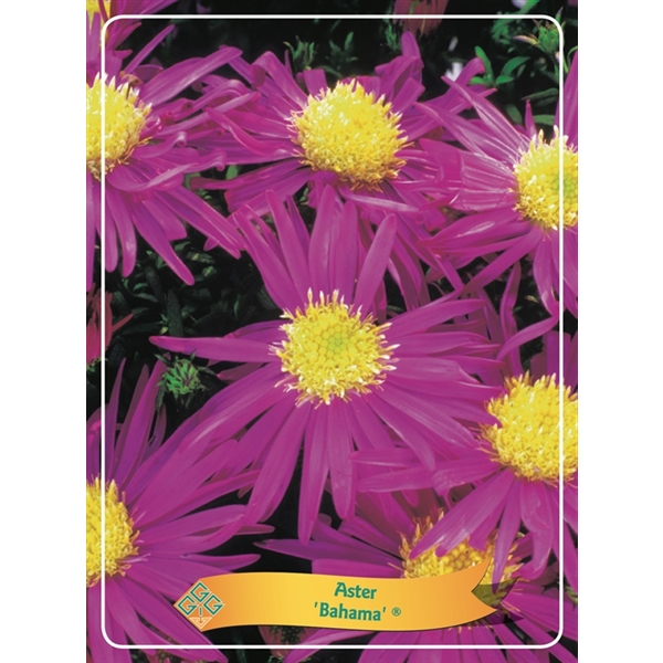 Aster Bahama's P11 (ASTBA) - FloraXchange