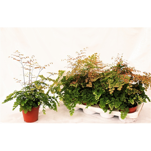 Adiantum Tenerum 'Scutum Roseum' (Pink Maidenhair) (ASR12) - FloraXchange