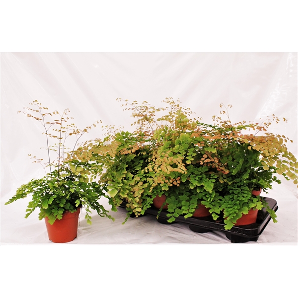 Adiantum Tenerum 'Scutum Roseum' (Pink Maidenhair) (ASR12) - FloraXchange