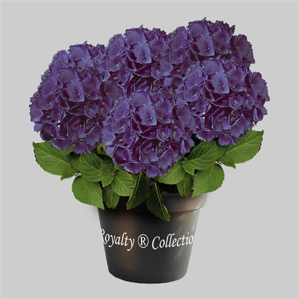Hydrangea Macr. Ningbo ® Blue (Royalty Collection) (NINBP19) - FloraXchange