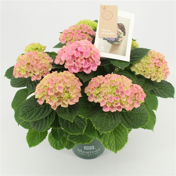 Hydrangea Magical Evolution ® rose 5/6 flowers (EVORZ5) - FloraXchange