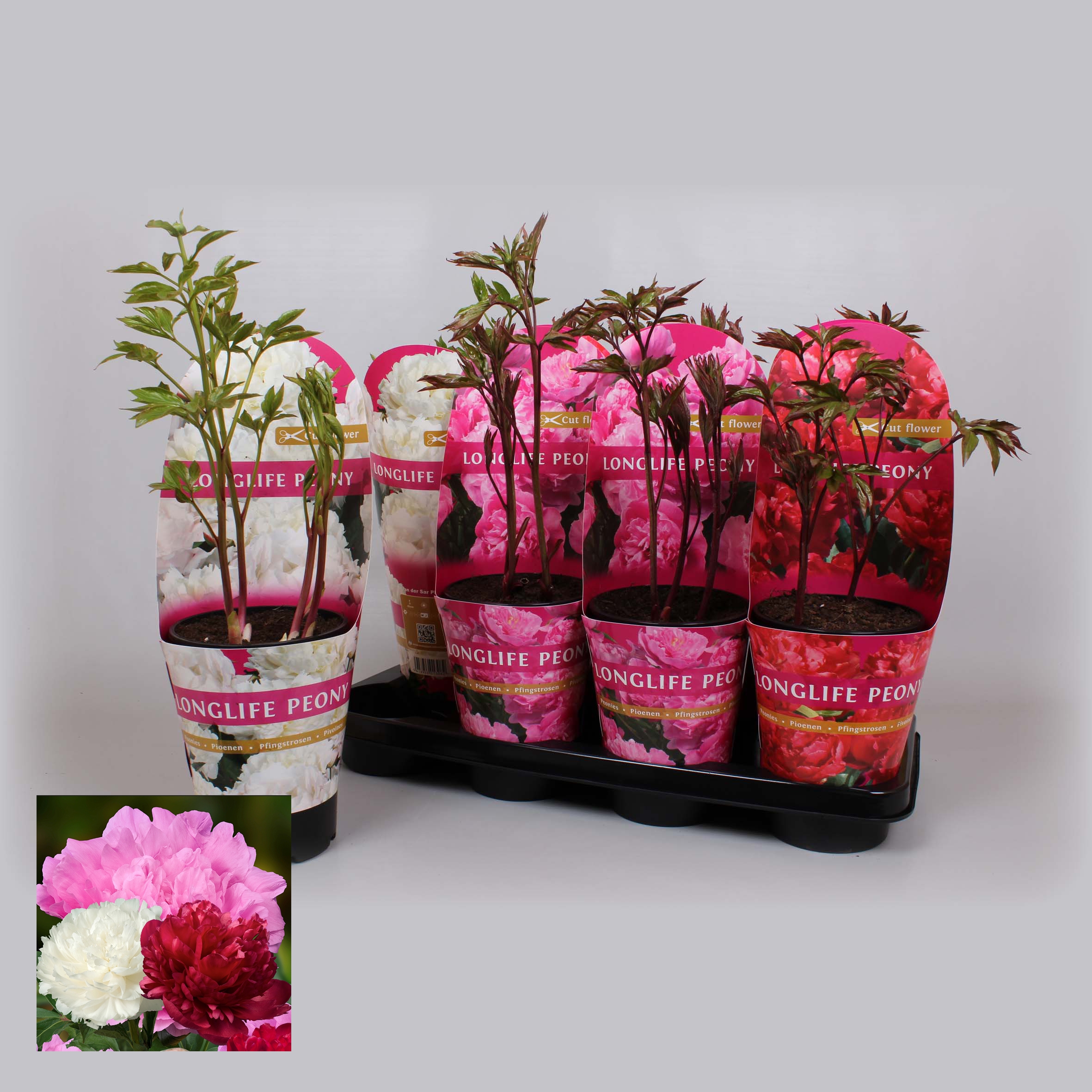 Paeonia 14 CM C2 Mix Longlife (0020) - FloraXchange