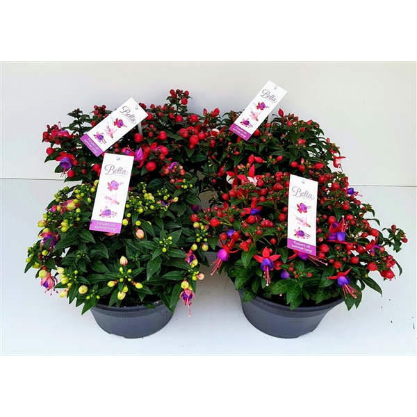 Bella Fuchsia Mix 23cm (BelFuMix23) - FloraXchange