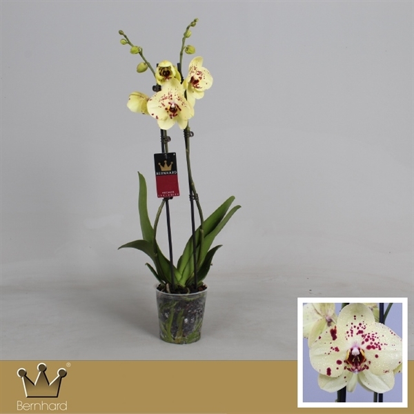 Phalaenopsis 2 tak, Albufeira (Albufeira2t) - FloraXchange