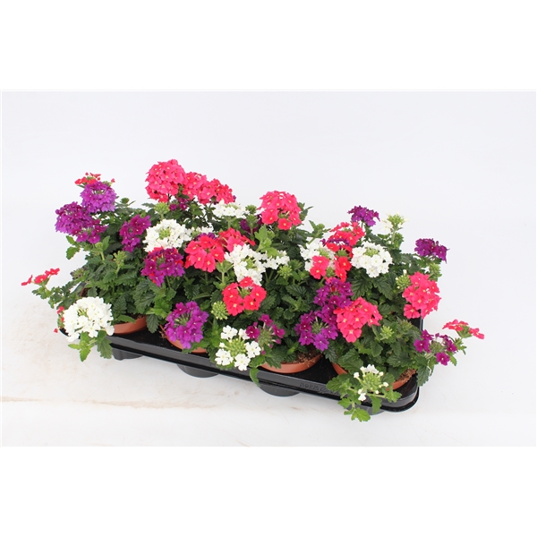 Verbena Trio Red Blue White (VERTRIREBLUWH) - FloraXchange