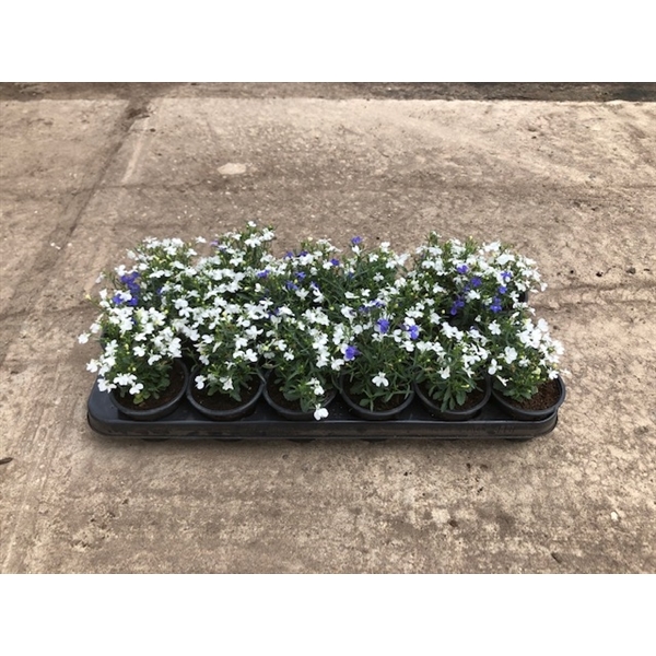 Lobelia wit 9cm (LobeliawitP9) - FloraXchange