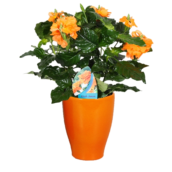 Crossandra Fortuna 13 Carly Oranje (ACro135) - FloraXchange