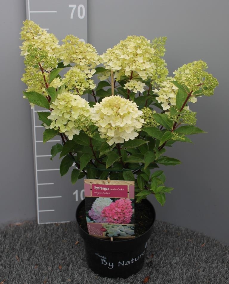 Hydrangea pan. Magical Andes (hydpma) - FloraXchange
