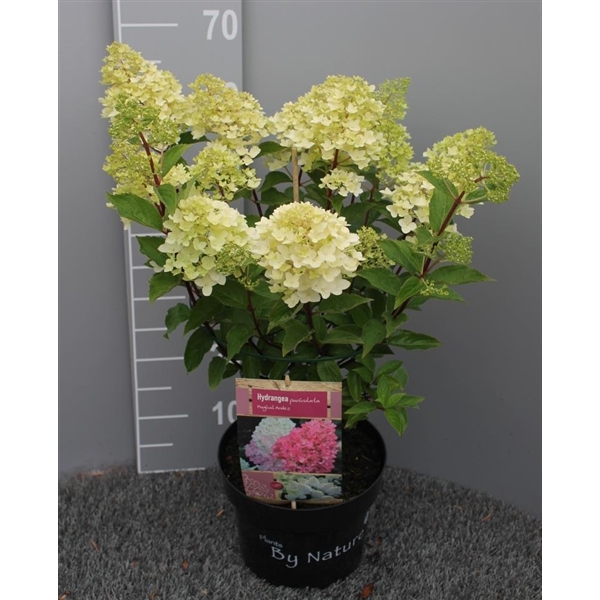 Hydrangea pan. Magical Andes (hydpma) - FloraXchange