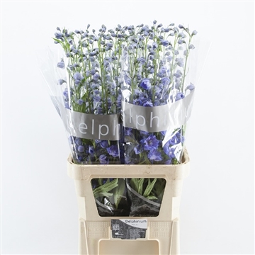 Aanbod - FloraXchange