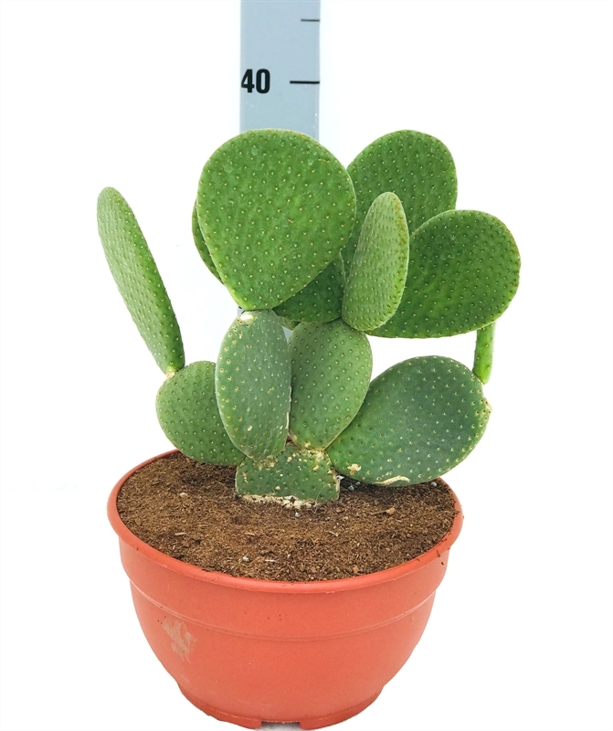 Opuntia inermis monique (OPMONI25) - FloraXchange