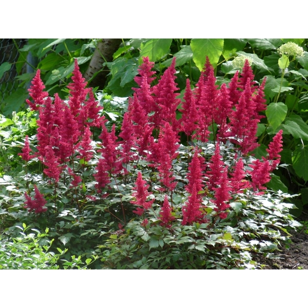 Astilbe chin. 'visions in red' (ASCVREDP27) - FloraXchange