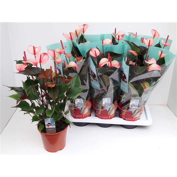 ANTHU AN HOT LIPS BL (64) - FloraXchange