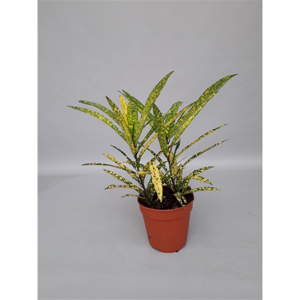 Codiaeum 'Gold Star' (CODGST012) - FloraXchange