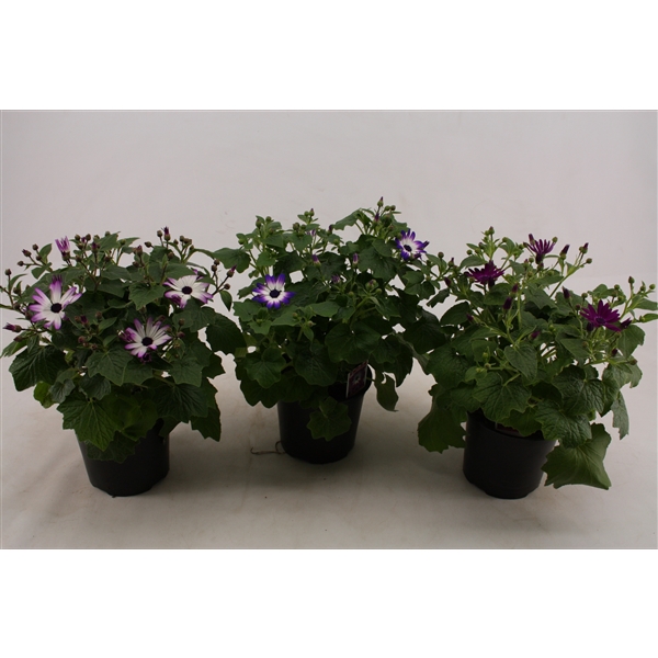 Senecio Cruentus Senetti (15) - FloraXchange