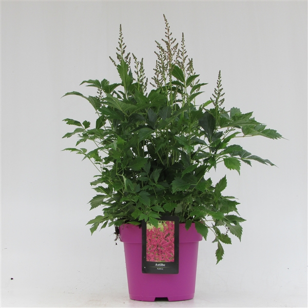 Astilbe Japonica Grp 'Mainz' (FPV119AP23) - FloraXchange