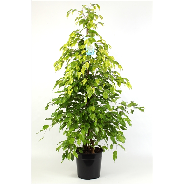FICUS benjamina Reginald (FF049-527001) - FloraXchange