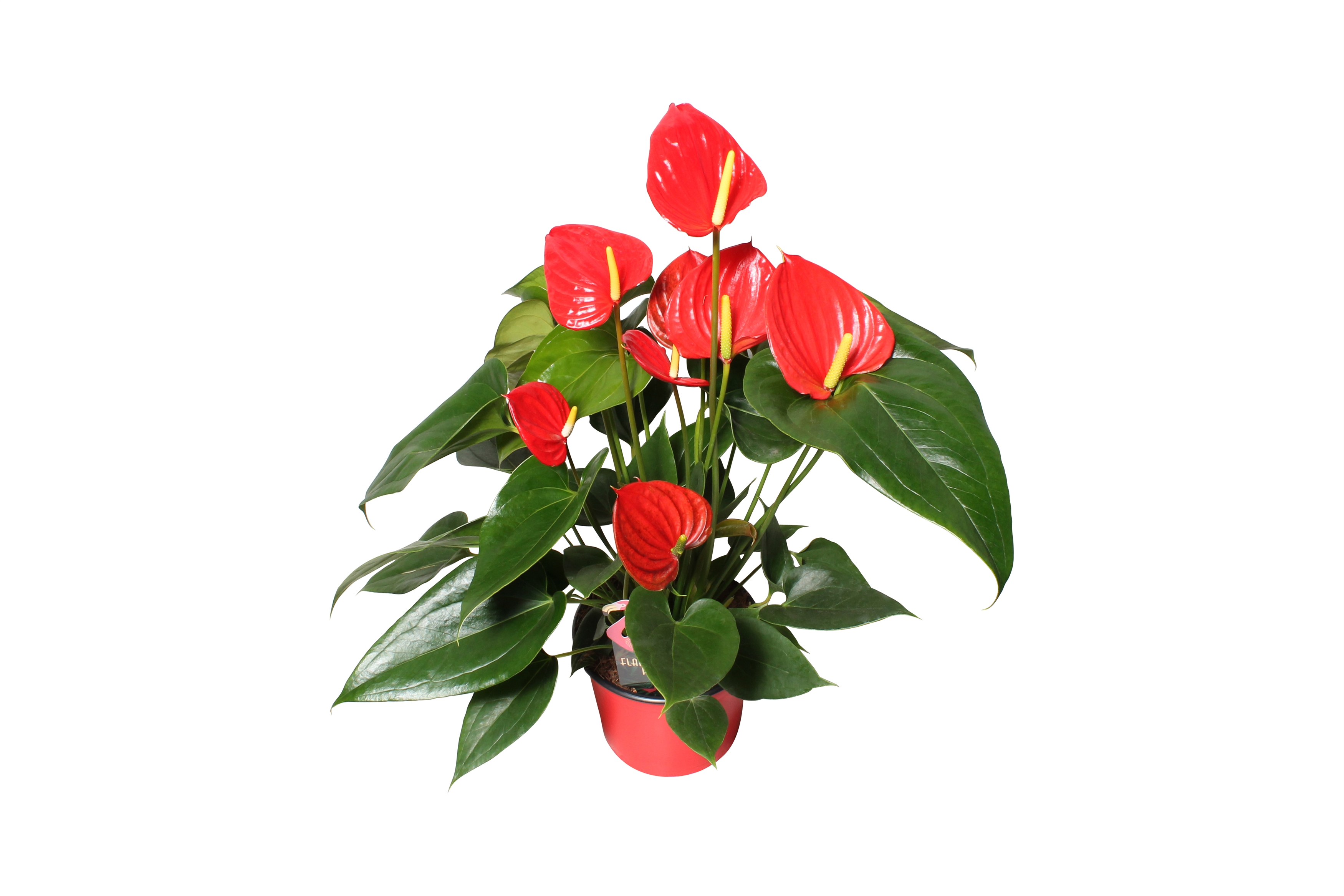 Anthurium XL.73 Hello Merlot 14cm (AP14ARROK) - FloraXchange