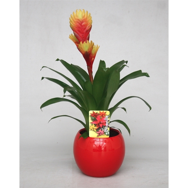 Vriesea 'Tosca' in rode bolpot (964539) - FloraXchange