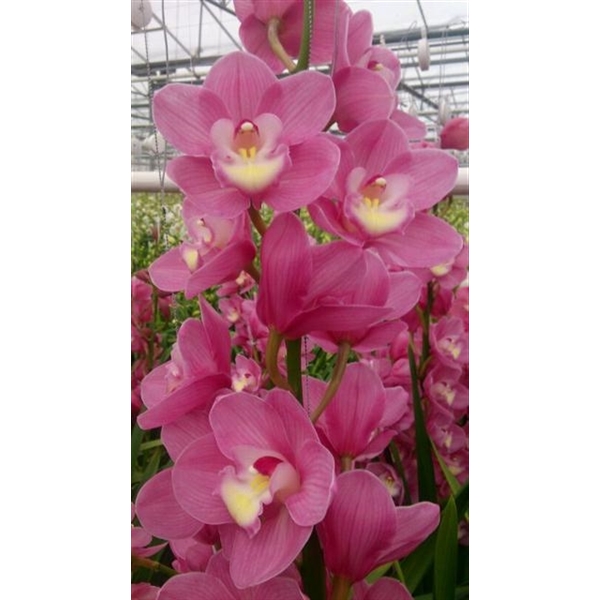 CYMB T MARITA (58161-74886) - FloraXchange