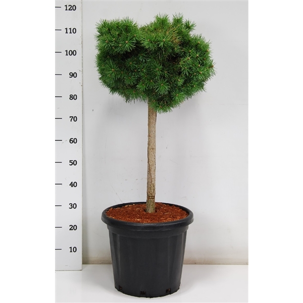 Pinus sylvestris 'doone valley' (10209139) - FloraXchange