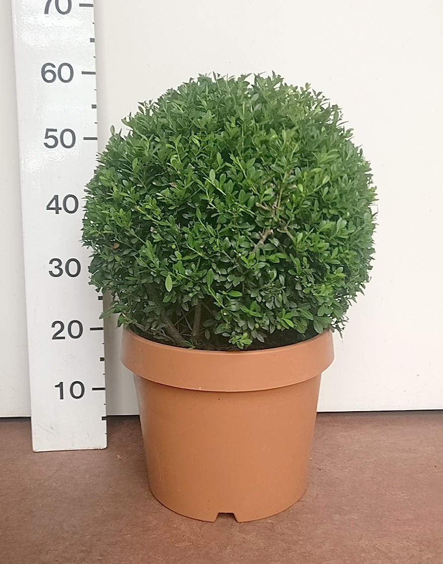 Ilex cren. Stokes bol 30/35 ( 35201030) - FloraXchange