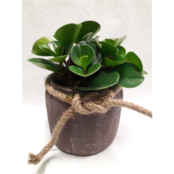 RDP16OBT Dark Rude Pot Pep. Obtusifolia (RDP16OBT) - FloraXchange