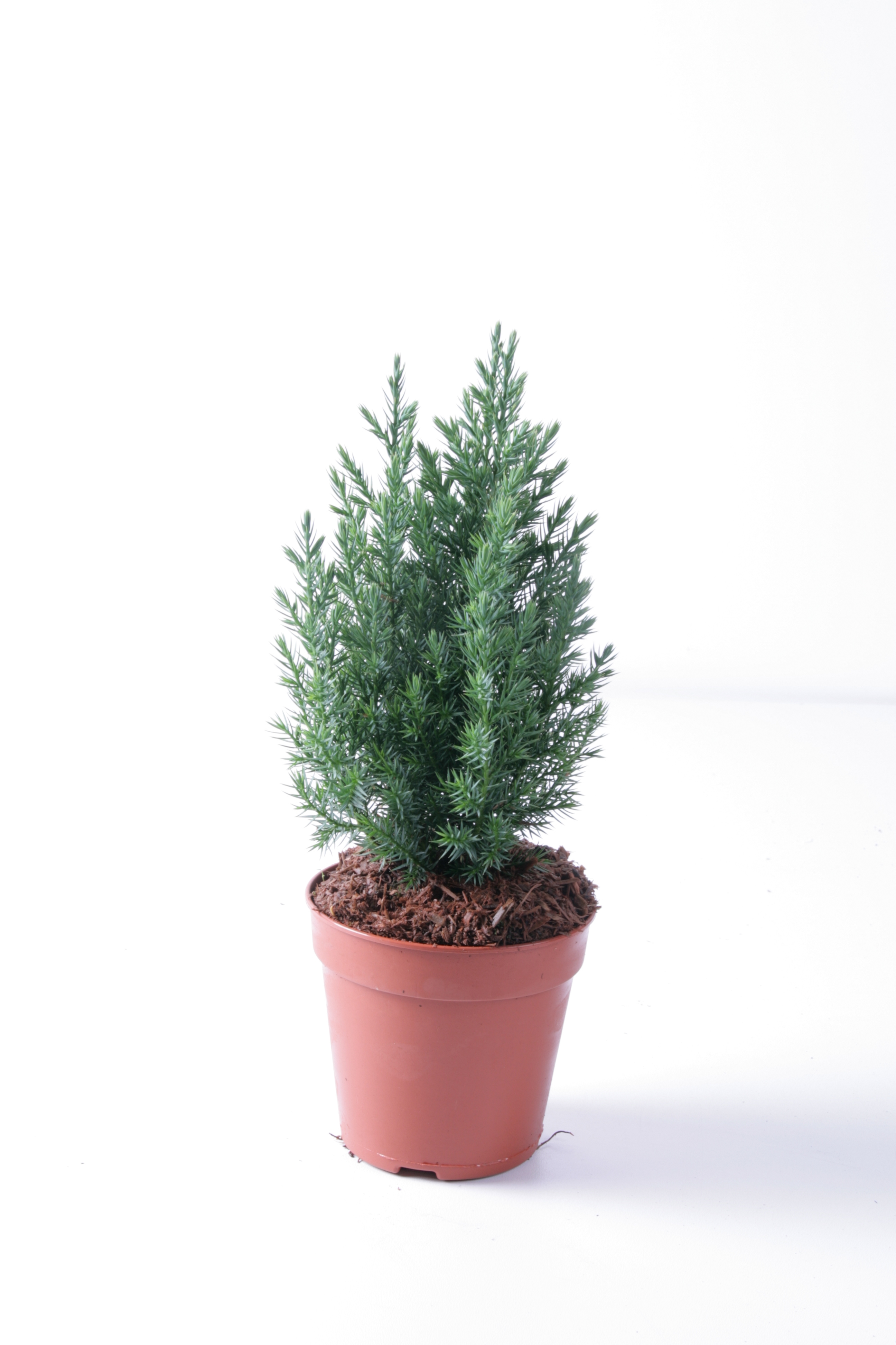 410 : Pot 12 cm Juniperus Stricta (01204S013) - FloraXchange