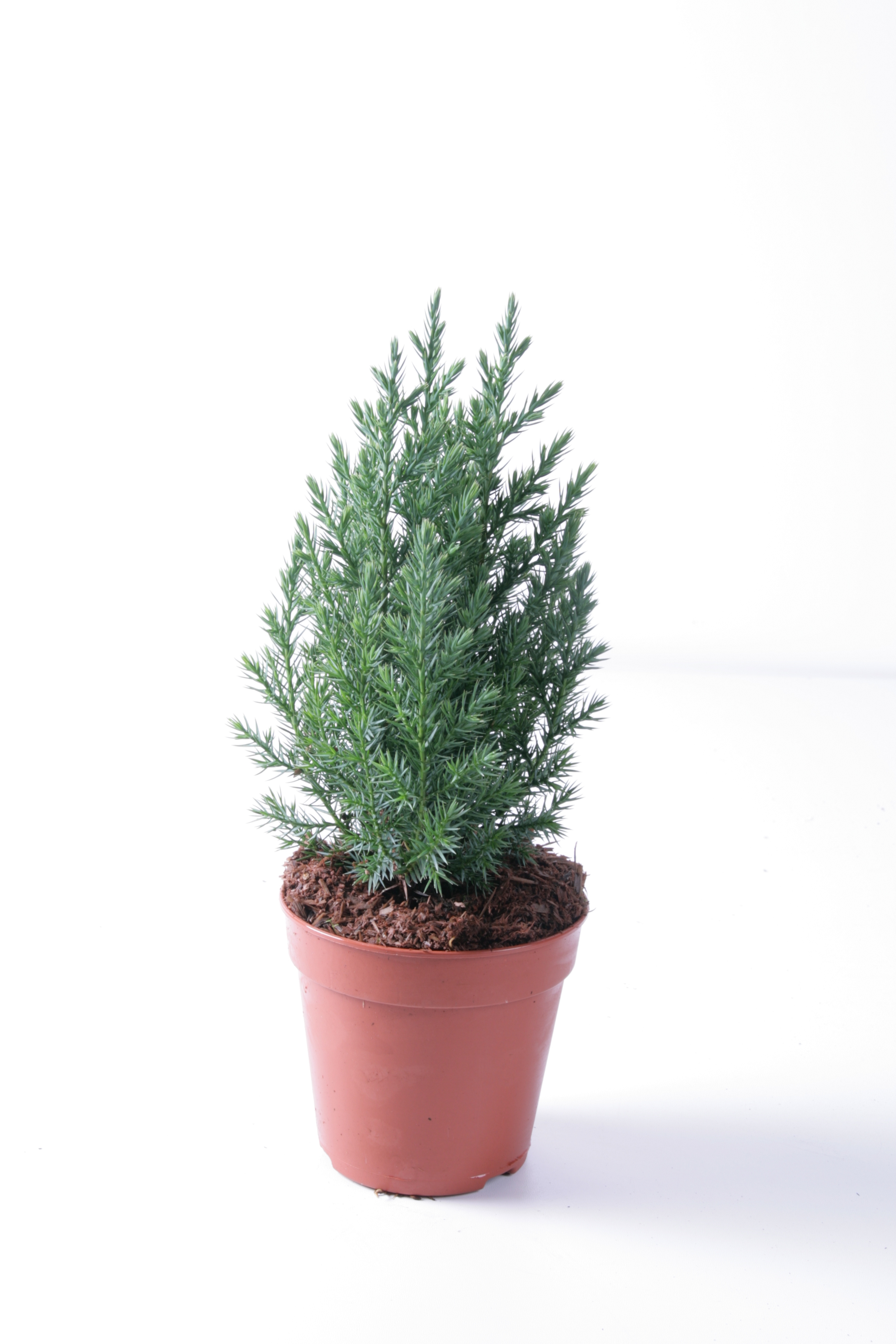410 : Pot 12 cm Juniperus Stricta (01204S013) - FloraXchange
