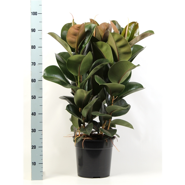 Ficus elastica Cloe toef 3 stekken pp (FF049-27Chloe) - FloraXchange