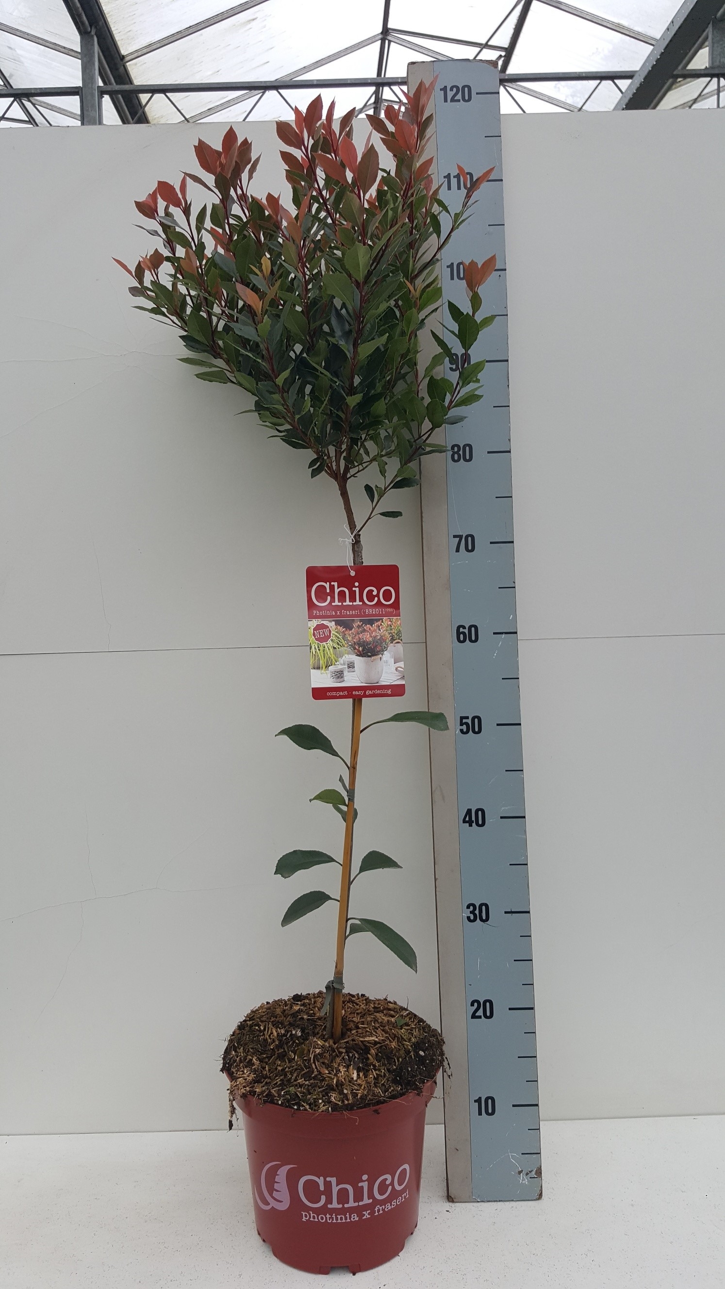 Photinia fraseri Chico (phFRCHSTC5) - FloraXchange