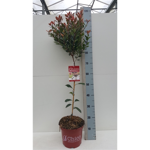 Photinia fraseri Chico (phFRCHSTC5) - FloraXchange