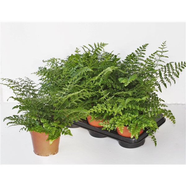 Asplenium Parvati (AP14) - FloraXchange