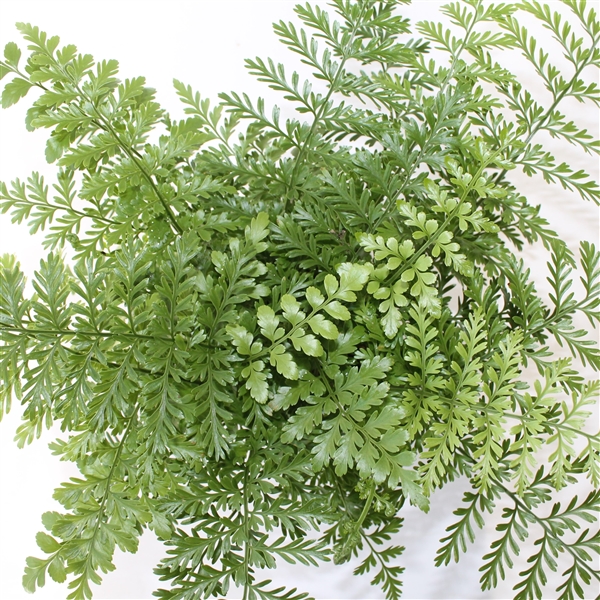 Asplenium Parvati (AP14) - FloraXchange