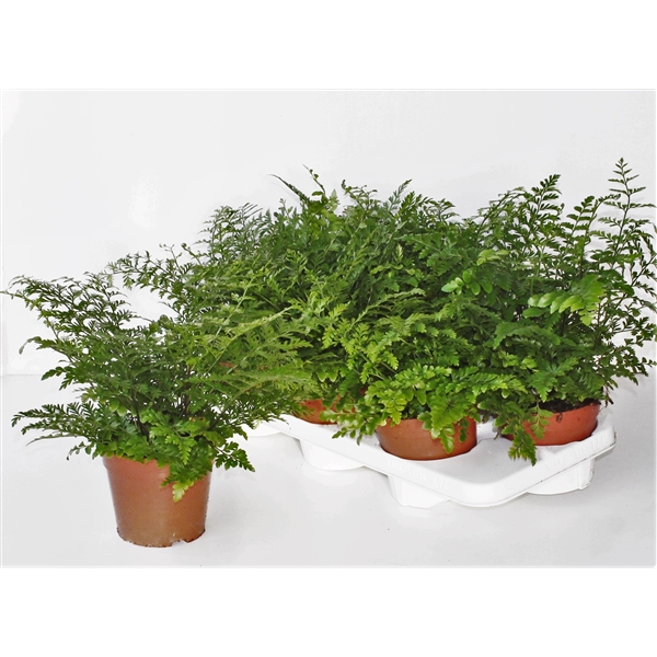 Asplenium Parvati (AP14) - FloraXchange