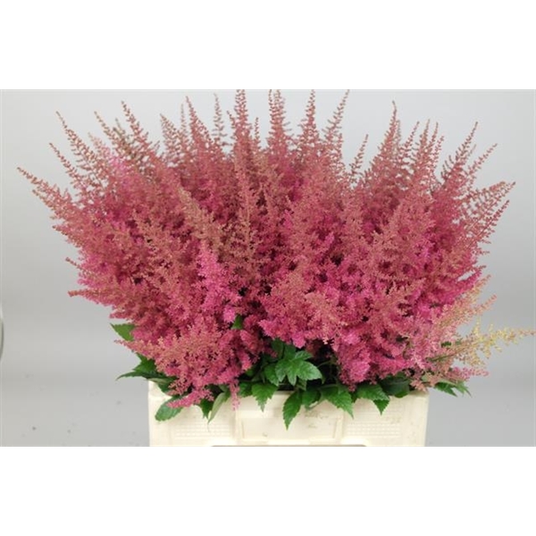 ASTIL AR ELSE SCHLUC (68501-88273) - FloraXchange