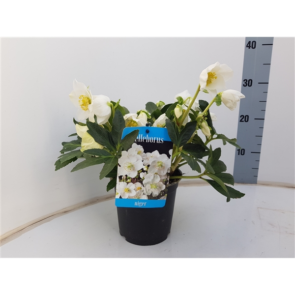 Helleborus niger Jesko (He-15JESK10) - FloraXchange