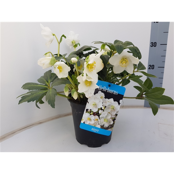 Helleborus niger Jasper (He-17JASP10) - FloraXchange